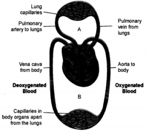 HOTS Questions for Class 10 Science Chapter 6 Life Processes – NCERT MCQ