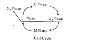 NCERT Solutions for Class 11 Biology Chapter 10 Cell Cycle and Cell ...