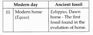 NCERT Solutions for Class 12 Biology Chapter 7 Evolution – NCERT MCQ