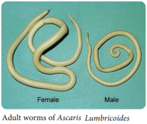 Ascaris Lumbricoides – NCERT MCQ