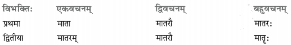 Class 8 Sanskrit Grammar Book Solutions शब्द-रूपाणि – NCERT MCQ