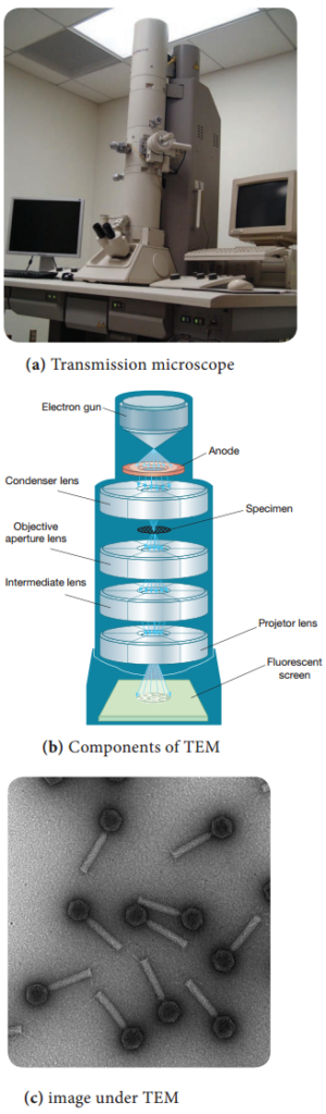Electron Microscope – Definition, Principle, Parts, Uses – NCERT MCQ
