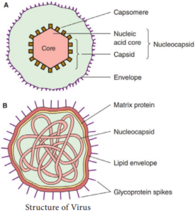 Evolutionary Origin of Viruses – NCERT MCQ