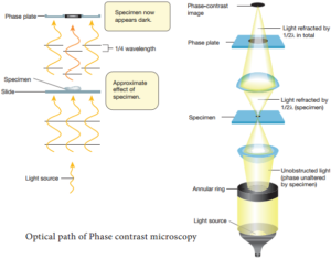 Phase Contrast Microscope – Definition, Principle, Parts, Uses – NCERT MCQ