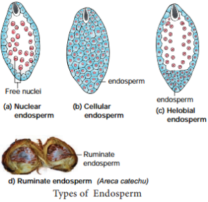 Post Fertilization Structure and Events – NCERT MCQ