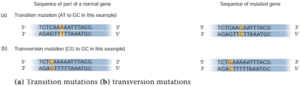 Types of Mutation – NCERT MCQ