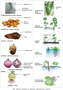 Vegetative Propagation – Definition, Types, Examples & Explanations – NCERT MCQ