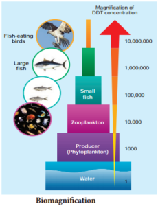 Biomagnification Definition and its Effects – NCERT MCQ