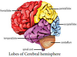 Central Neural System (CNS) | Brain | Spinal Cord – NCERT MCQ