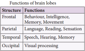 Central Neural System (CNS) | Brain | Spinal Cord – NCERT MCQ