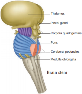 Central Neural System (CNS) | Brain | Spinal Cord – NCERT MCQ