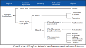 Classification of Kingdom Animalia – NCERT MCQ