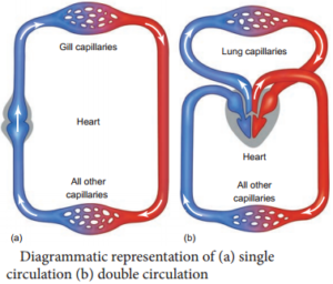 Double Circulation – Blood Circulation in Humans – NCERT MCQ