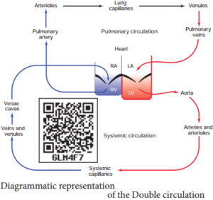 Double Circulation – Blood Circulation in Humans – NCERT MCQ