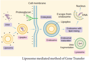 Methods Of Gene Transfer – NCERT MCQ