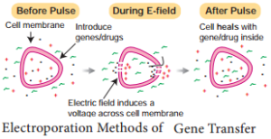 Methods Of Gene Transfer – NCERT MCQ