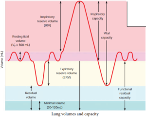 Mechanism of Breathing in Human Beings – NCERT MCQ