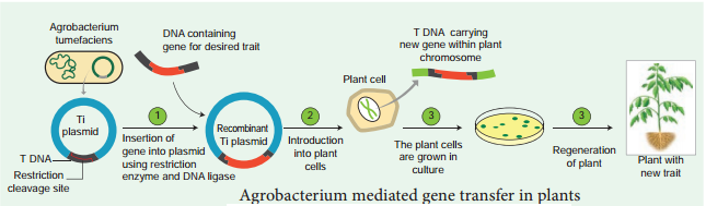 Screening For Recombiants – NCERT MCQ