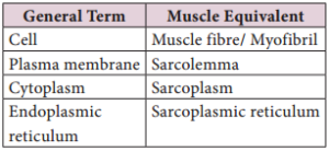 Skeletal Muscle (Voluntary Muscle) Definition and its Uses – NCERT MCQ