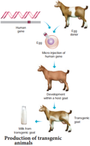 Transgenic Animals – NCERT MCQ