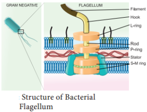 Flagella – Definition Structure and its Types – NCERT MCQ