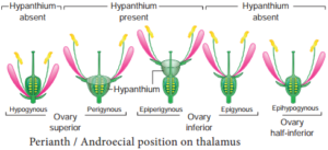 Gynoecium – Definition, Types and its Structure – NCERT MCQ