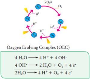 Photo Chemical Phase of Light Reaction – NCERT MCQ