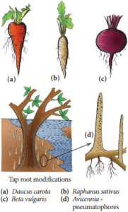 Root System Types and its Characteristic Features – NCERT MCQ
