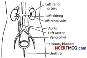 Excretion Definitions, Equations and Examples – NCERT MCQ
