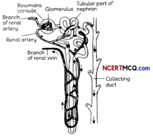 Excretion Definitions, Equations and Examples – NCERT MCQ