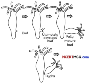 Types of Reproduction Definitions, Equations and Examples – NCERT MCQ